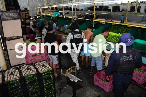 Despliegan operativo "Paricutín" en huertas y empacadoras de limón en ...